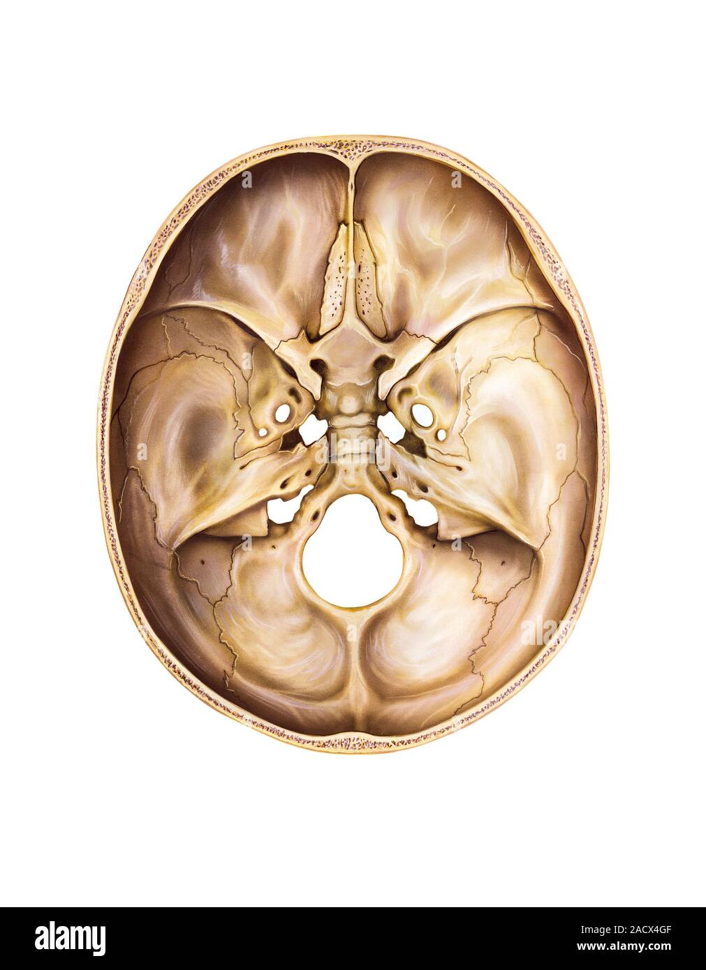 Occipital Bone Art Print By Asklepios Medical Atlas