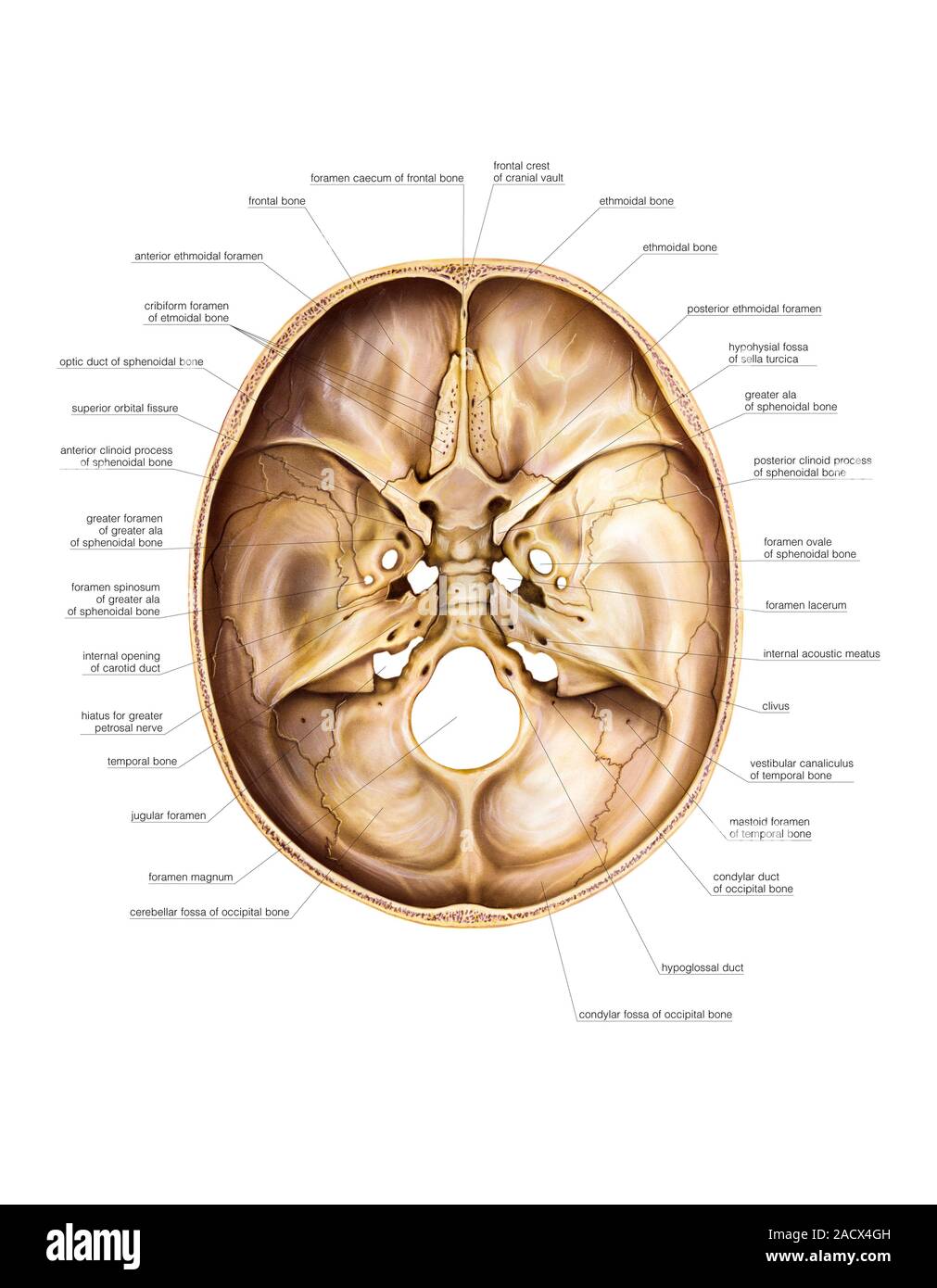 Illustration of the base of the cranium. This (labelled) endocranial view is from 'Asklepios ...