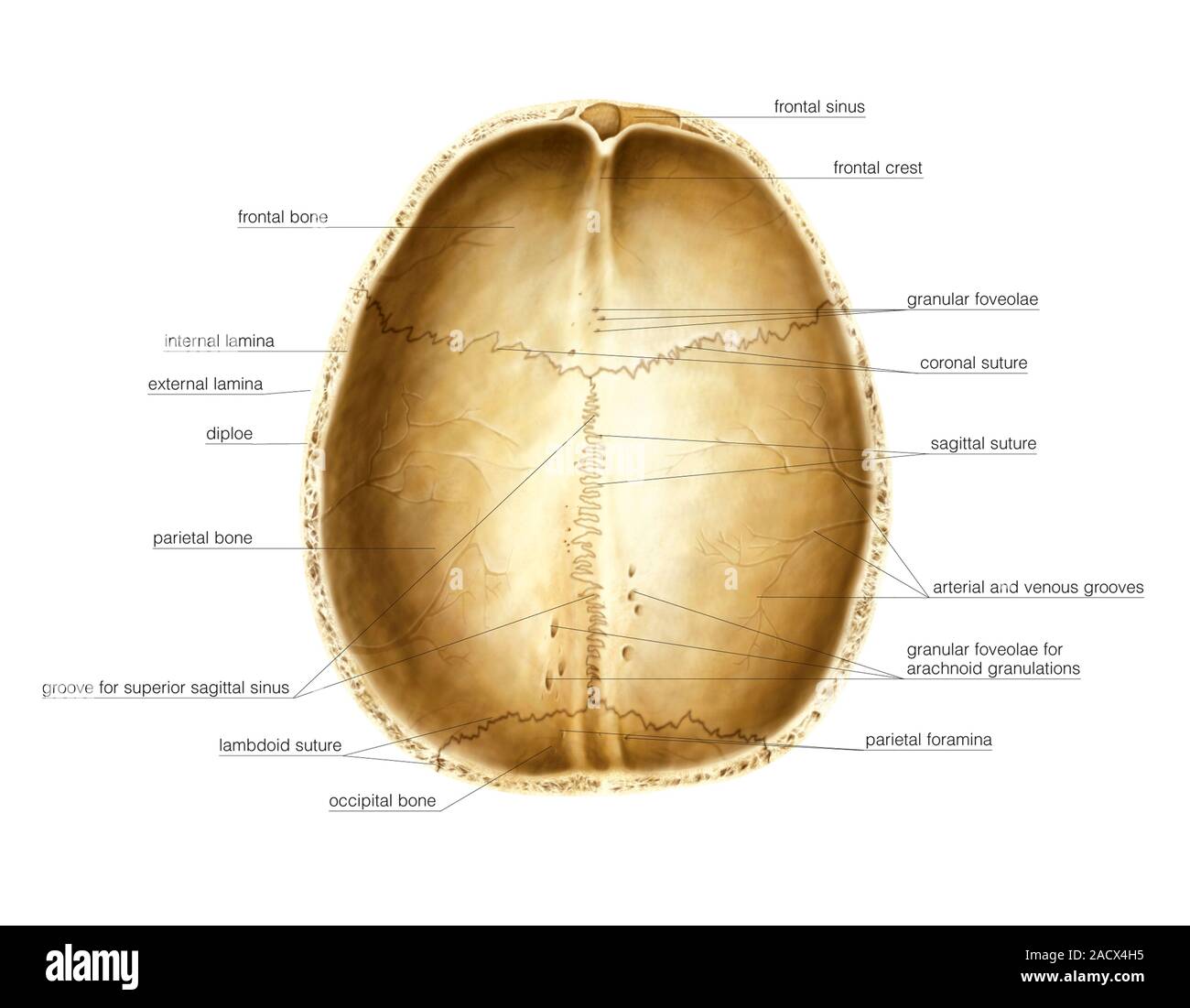 Illustration of the cranium. This is an inferior view (labelled). Illustration from 'Asklepios ...