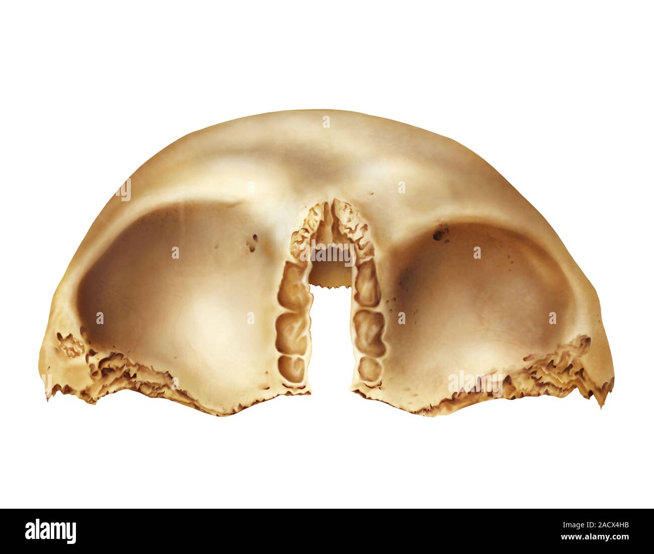 Illustration of the frontal bone of the cranium. This is an inferior ...