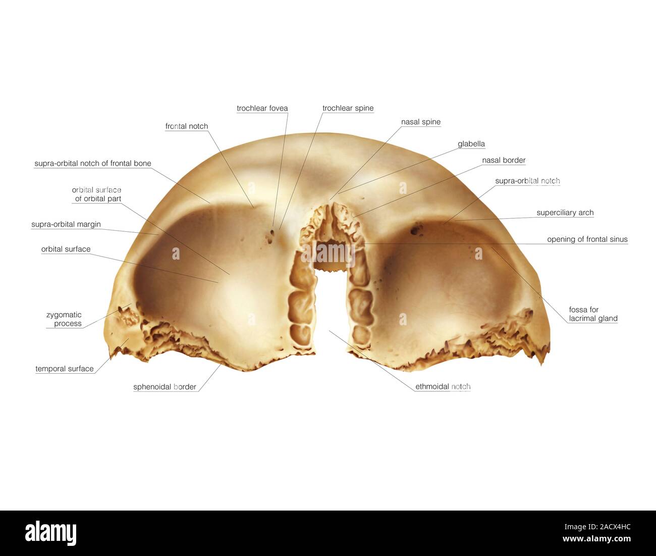 Illustration of the frontal bone of the cranium. This is an inferior view (labelled ...