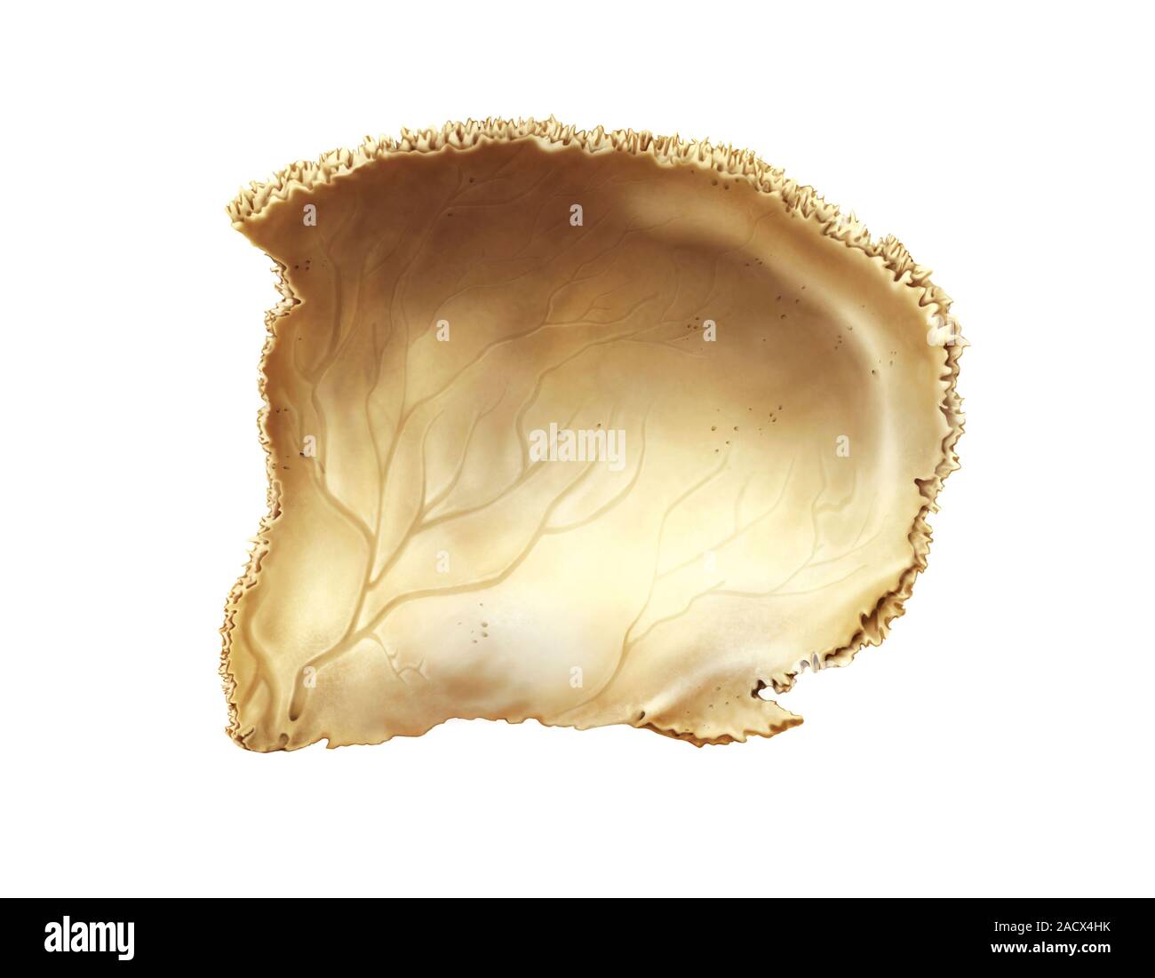 Illustration of the Parietal bone of the cranium. This is a medial view ...