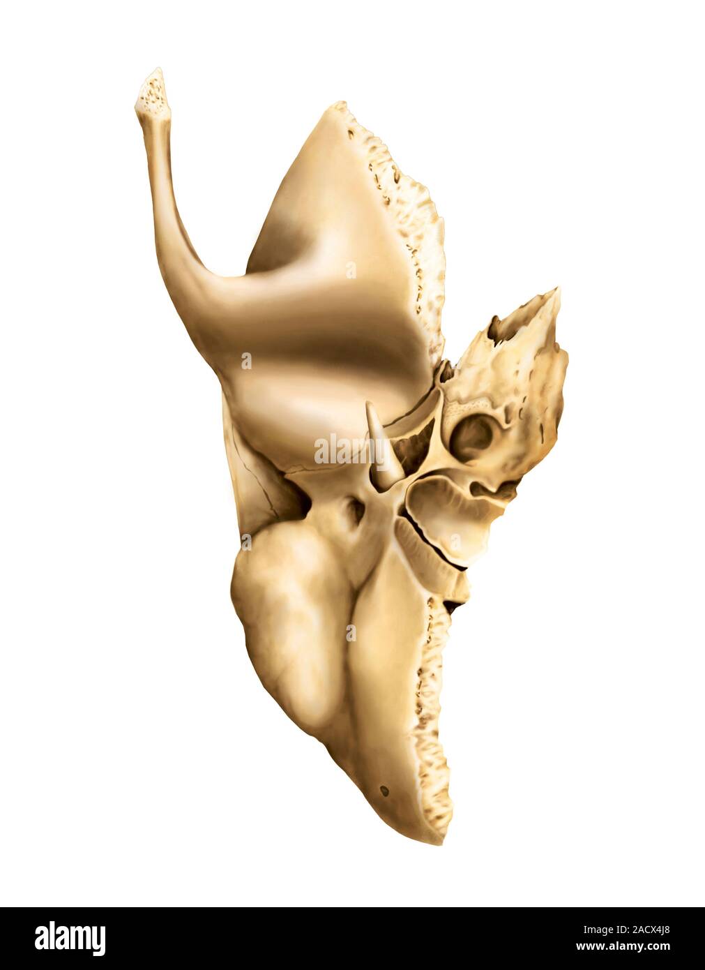 Illustration of the Temporal bone of the cranium. This is an inferior view. Illustration from ...