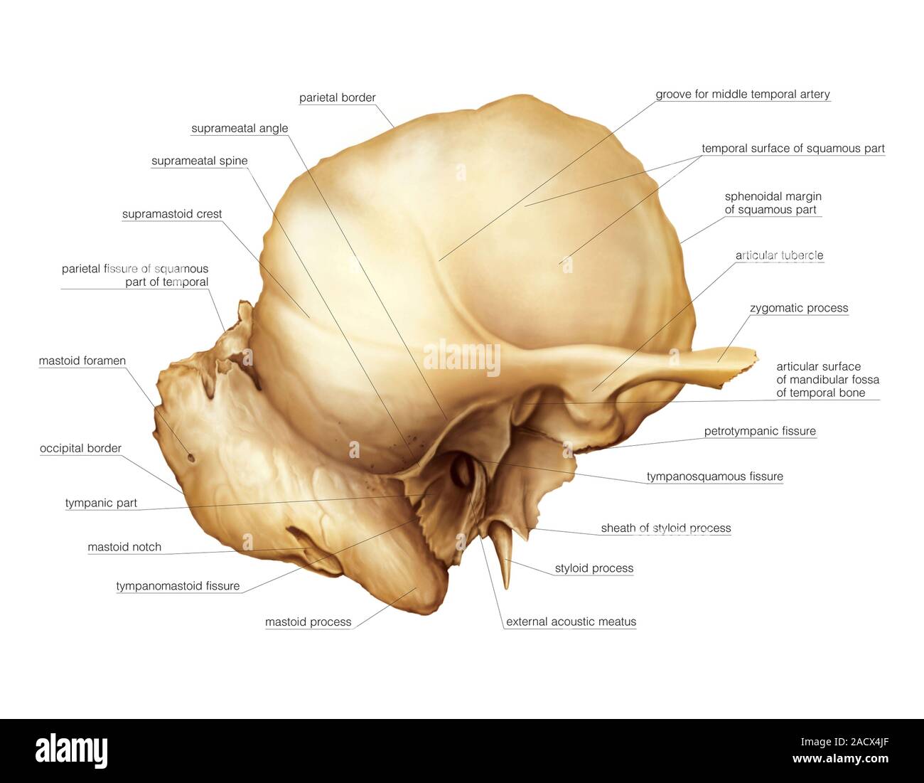 Illustration of the Temporal bone of the cranium. This is a lateral view (labelled ...