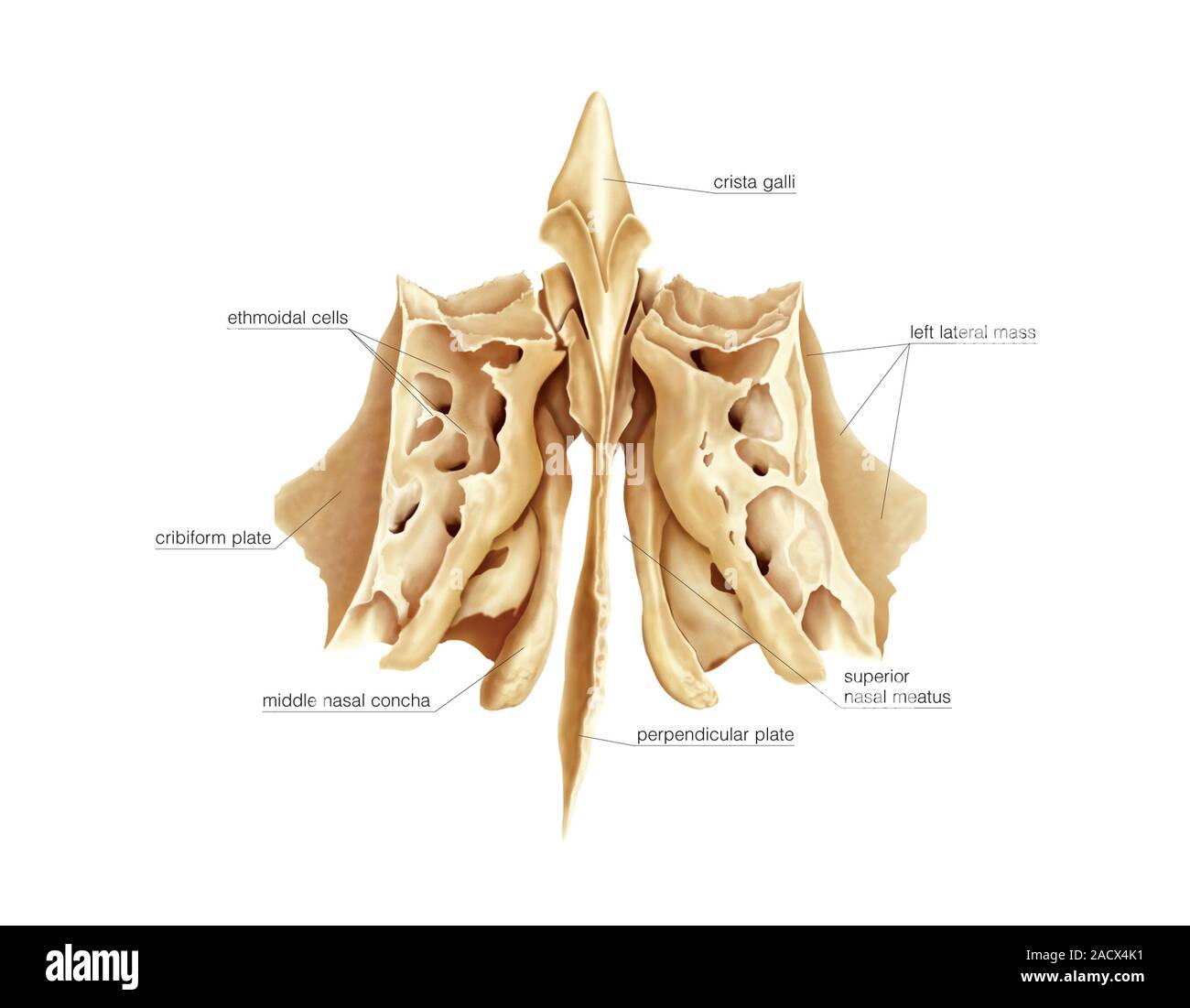 Illustration of the Ethmoidal bone of the cranium. This is an anterior view (labelled ...