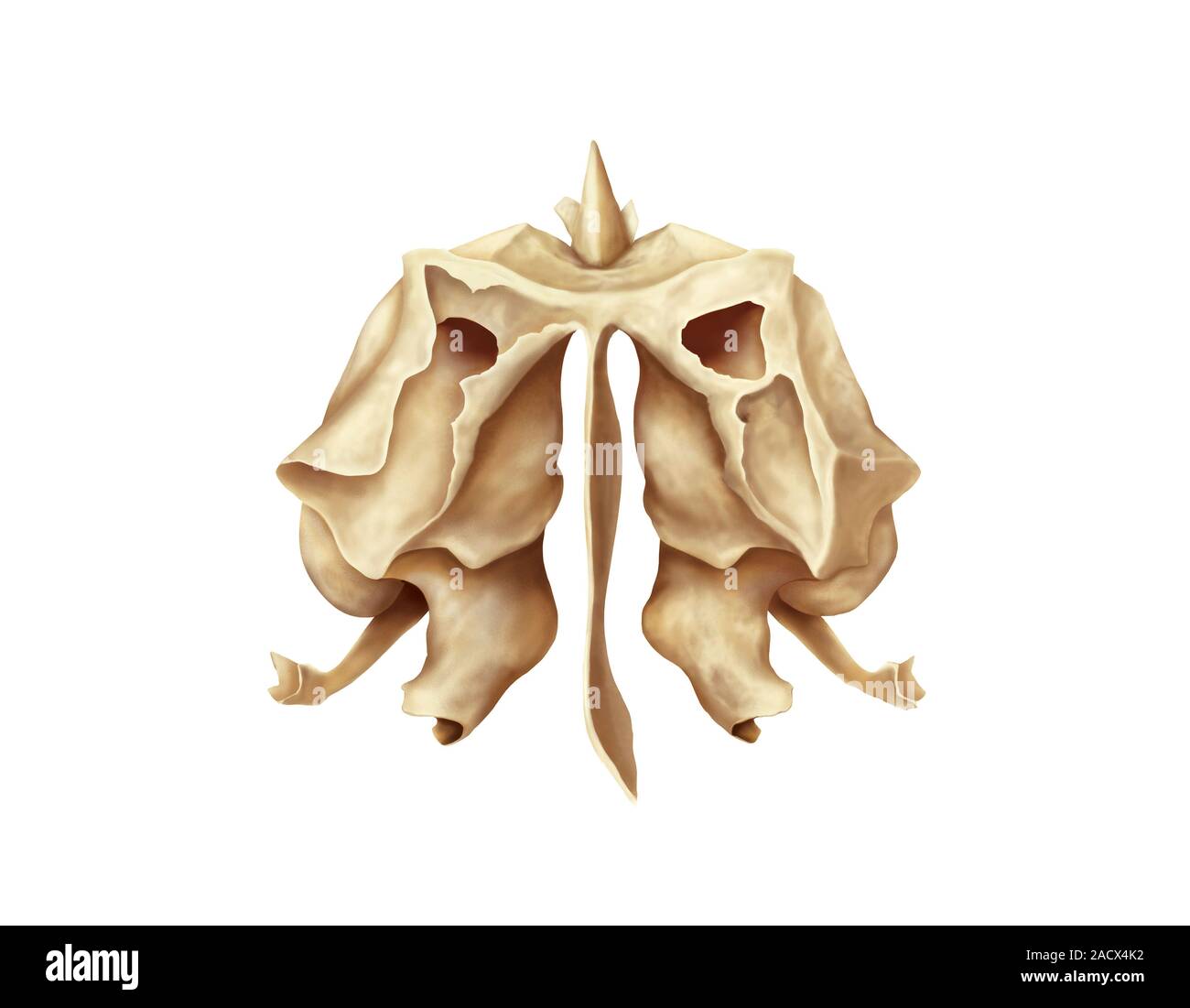 Illustration of the Ethmoidal bone of the cranium. This is a posterior view. Illustration from ...