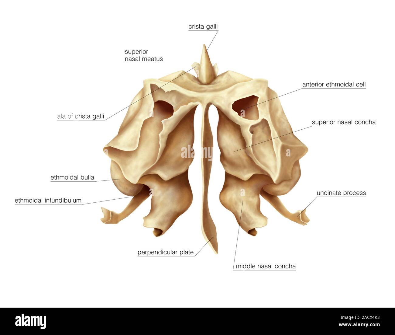 Illustration of the Ethmoidal bone of the cranium. This is a posterior view (labelled ...