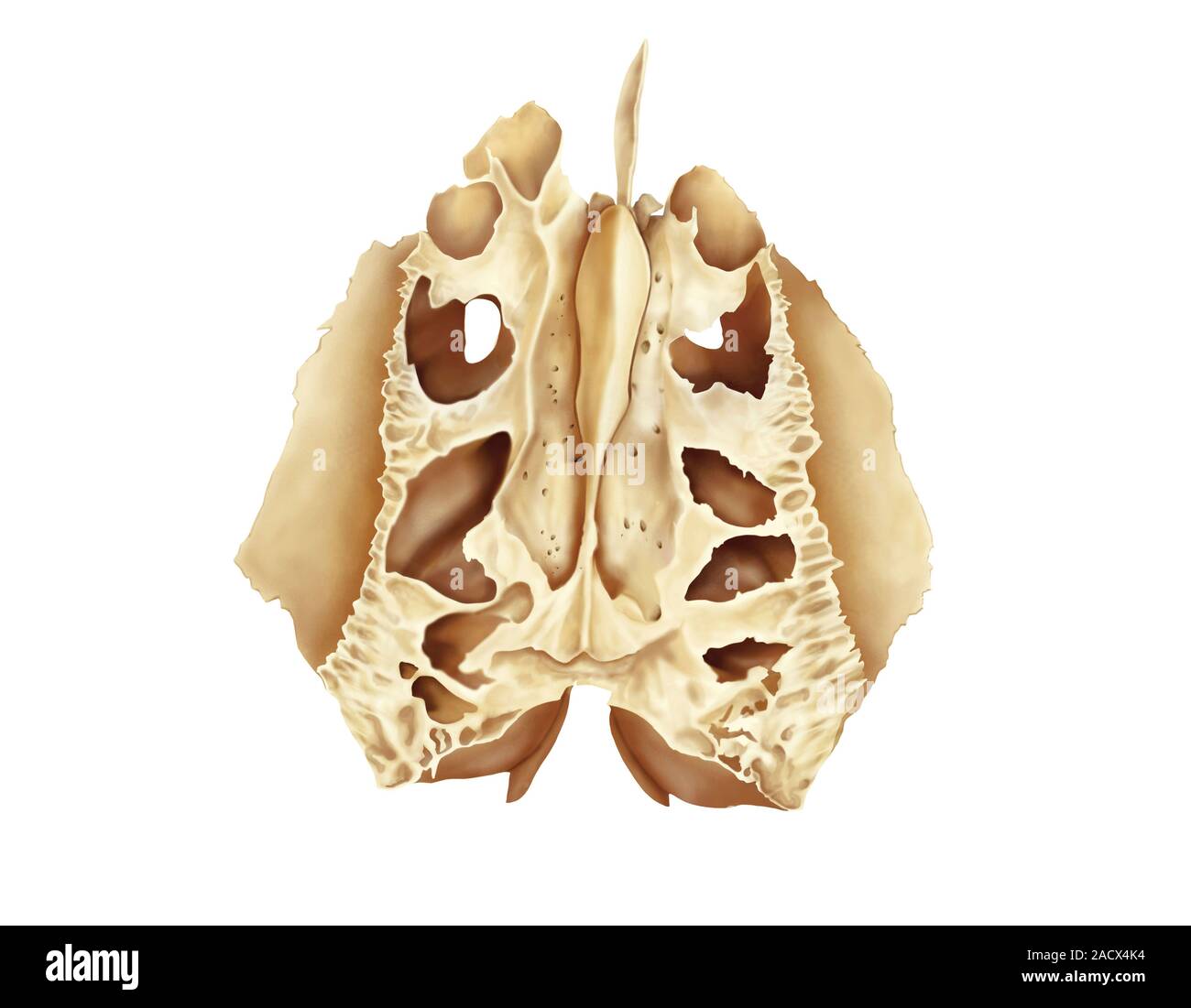 Illustration of the Ethmoidal bone of the cranium. This is a superior view. Illustration from ...