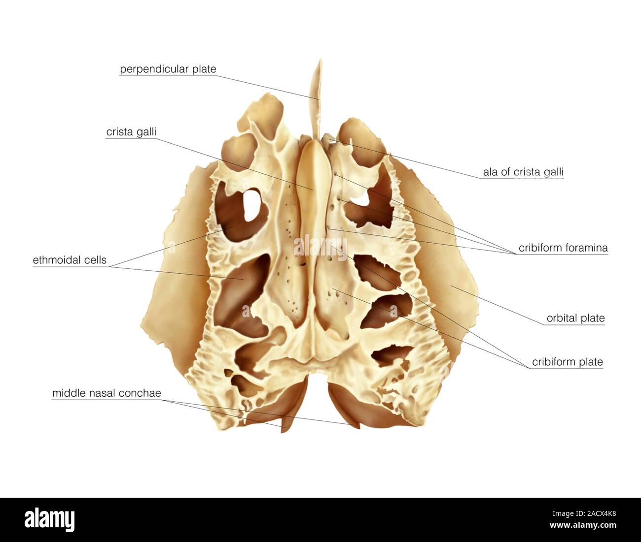 Illustration of the Ethmoidal bone of the cranium. This is a superior ...