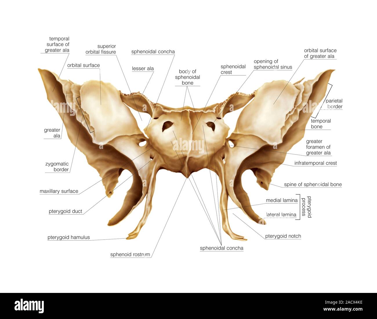 Illustration of the Sphenoidal bone of the cranium. This is an anterior view (labelled ...