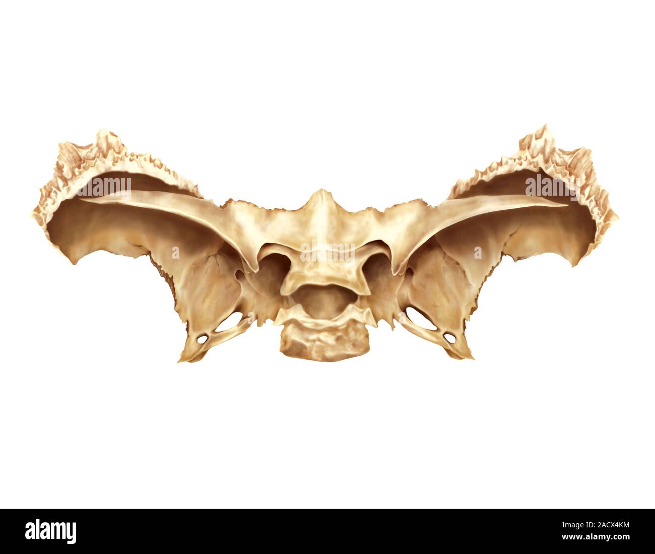 Illustration of the Sphenoidal bone of the cranium. This is a superior view. Illustration from ...