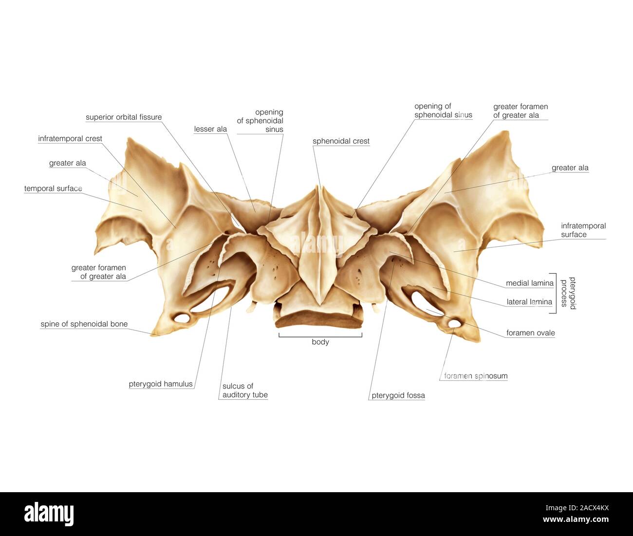 Illustration of the Sphenoidal bone of the cranium. This is an inferior view (labelled ...