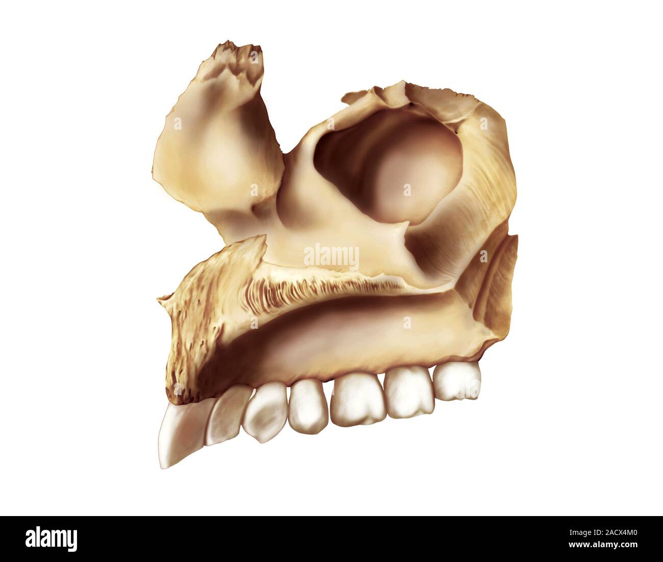 Occipital Bone Art Print By Asklepios Medical Atlas