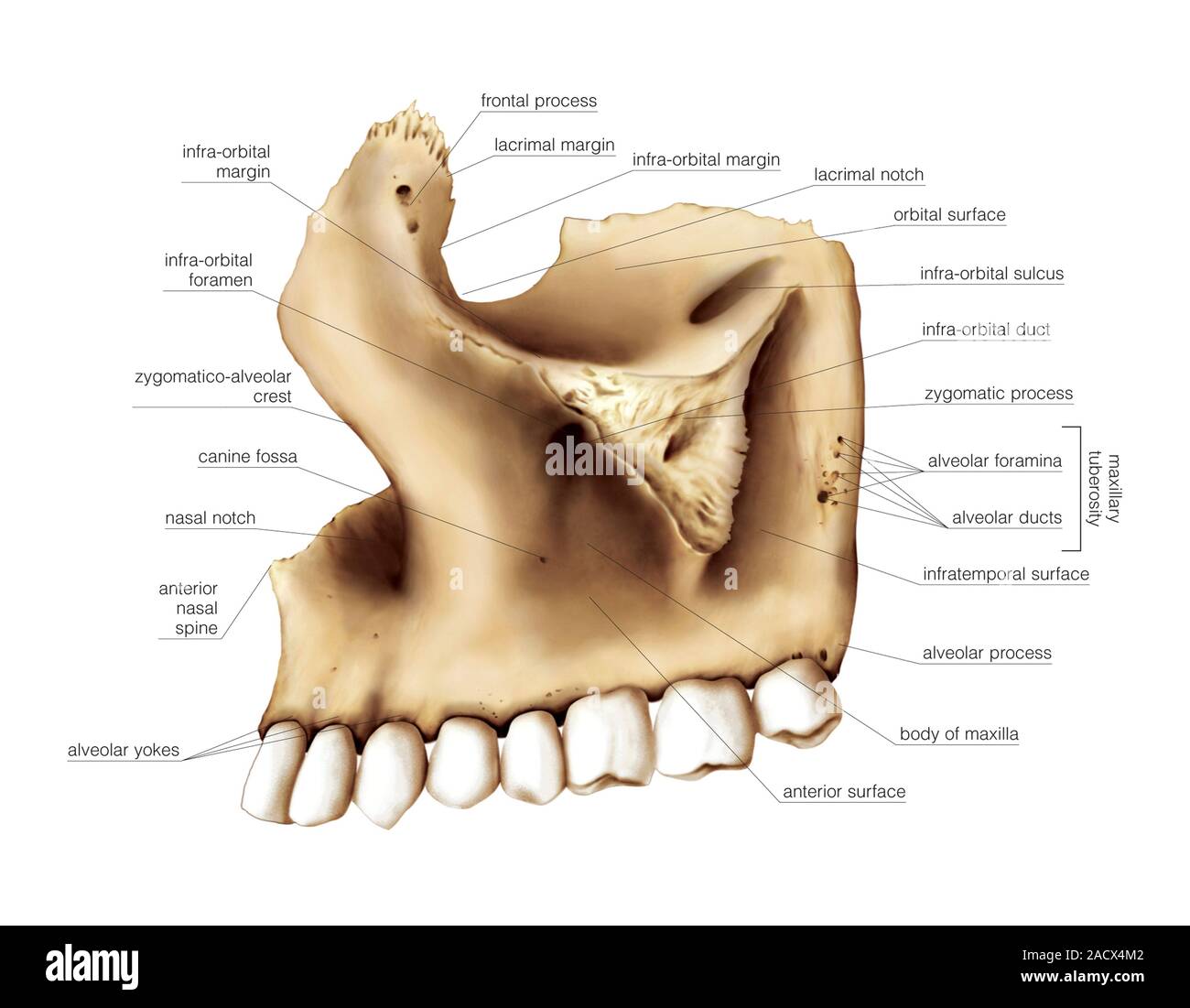Illustration of the Maxilla bone of the cranium. This is a lateral view (labelled). Illustration ...