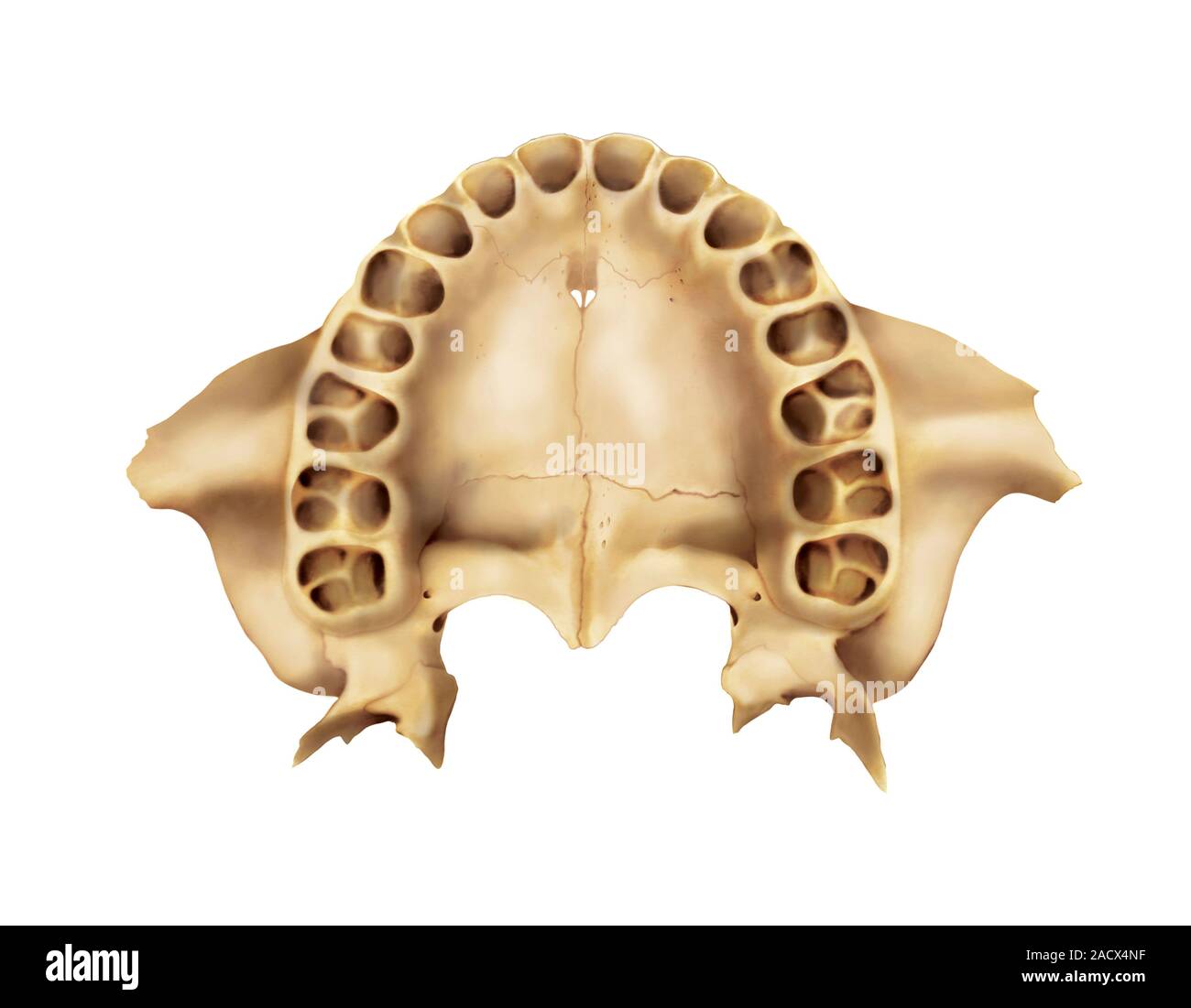 Illustration of the Hard Plate bone of the cranium. This is an inferior ...