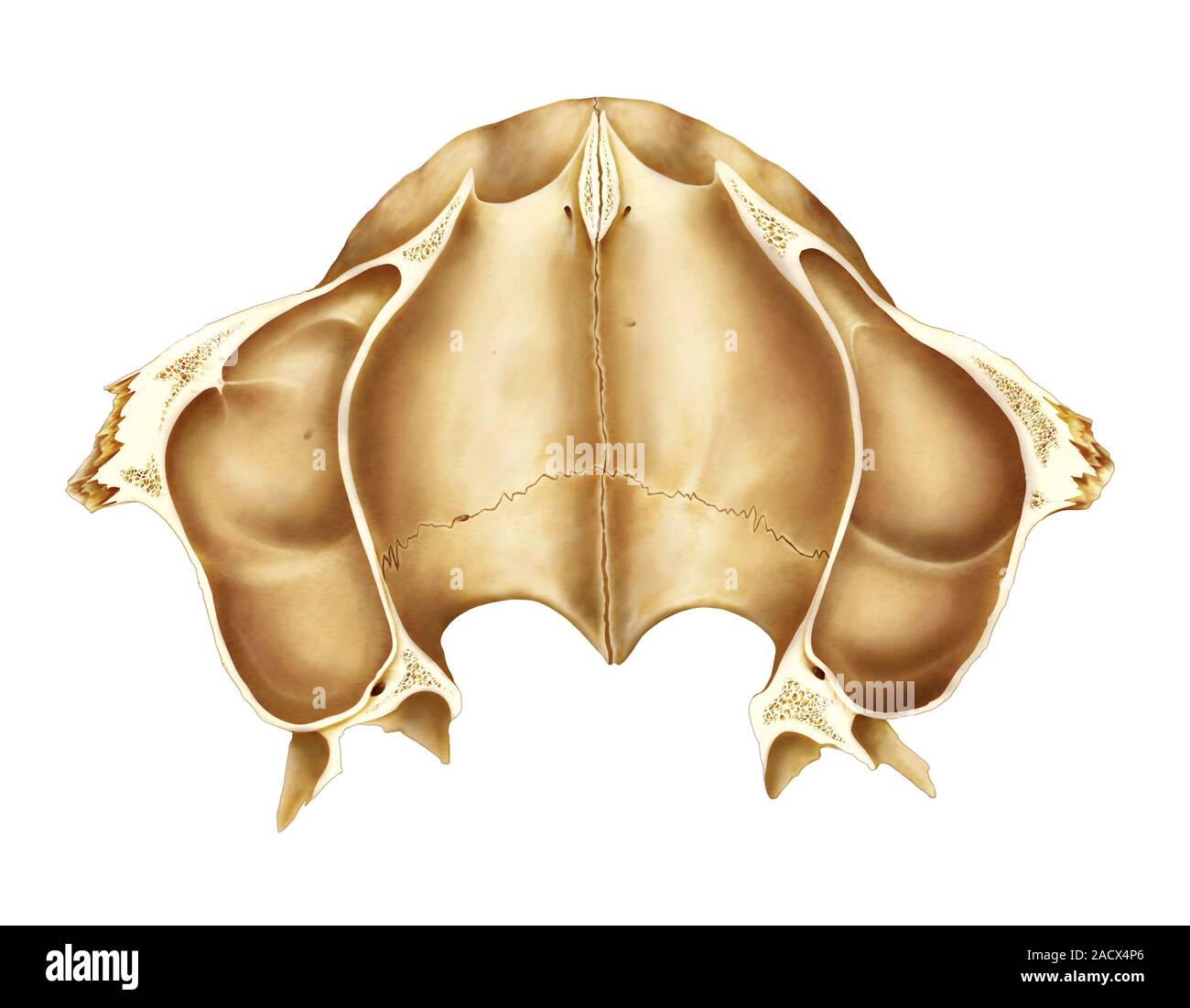 Illustration of the Hard Plate bone of the cranium. This is a superior view. Illustration from ...