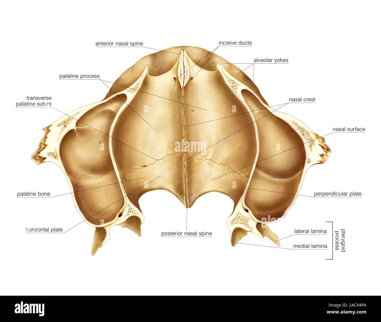 Illustration of the Hard Plate bone of the cranium. This is a superior view (labelled ...