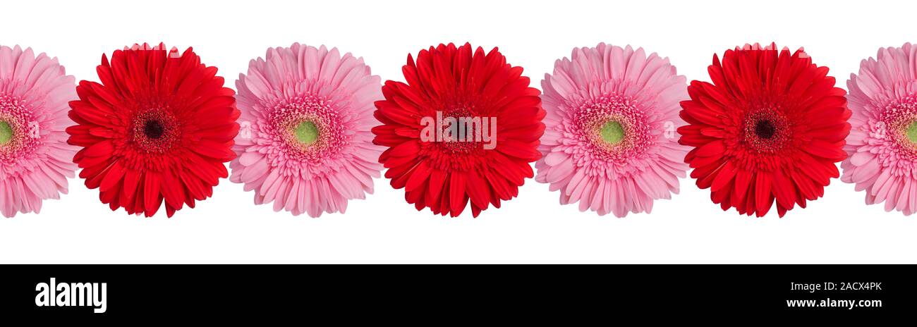 Red Flower Border Line