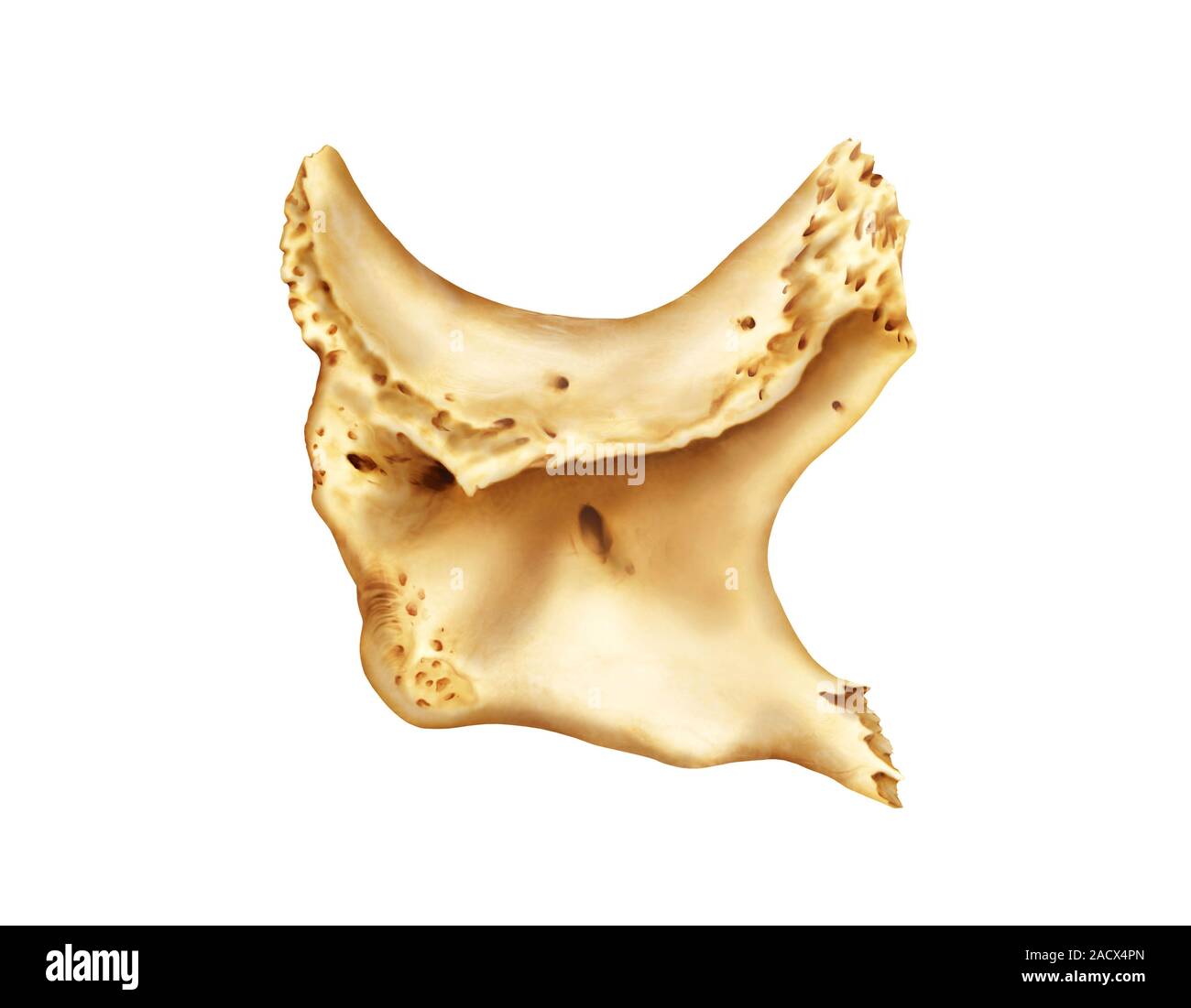 Illustration of the Zygomatic bone of the cranium. This is a medial ...