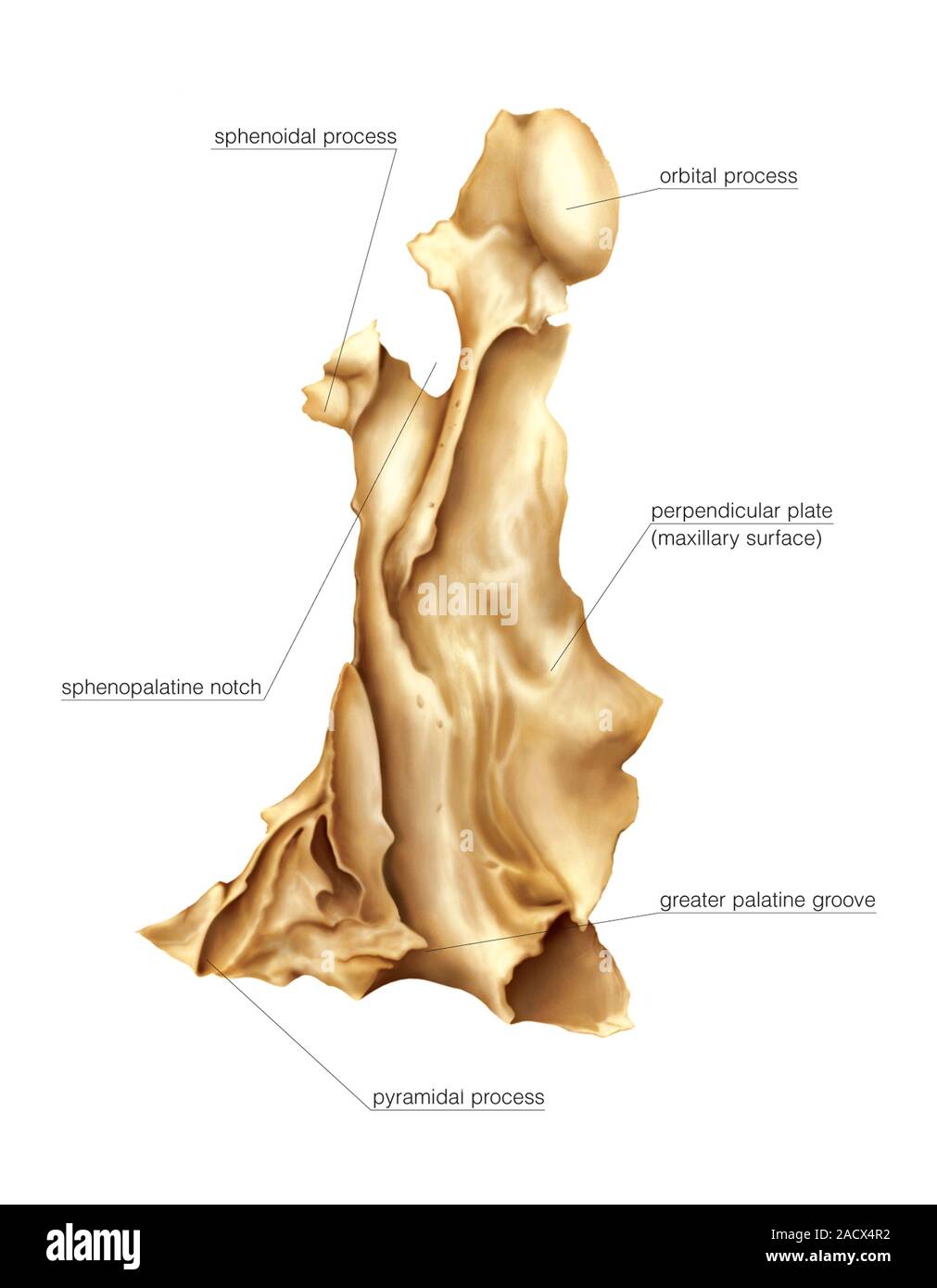 Illustration of the Palatine bone of the cranium. This is a lateral ...