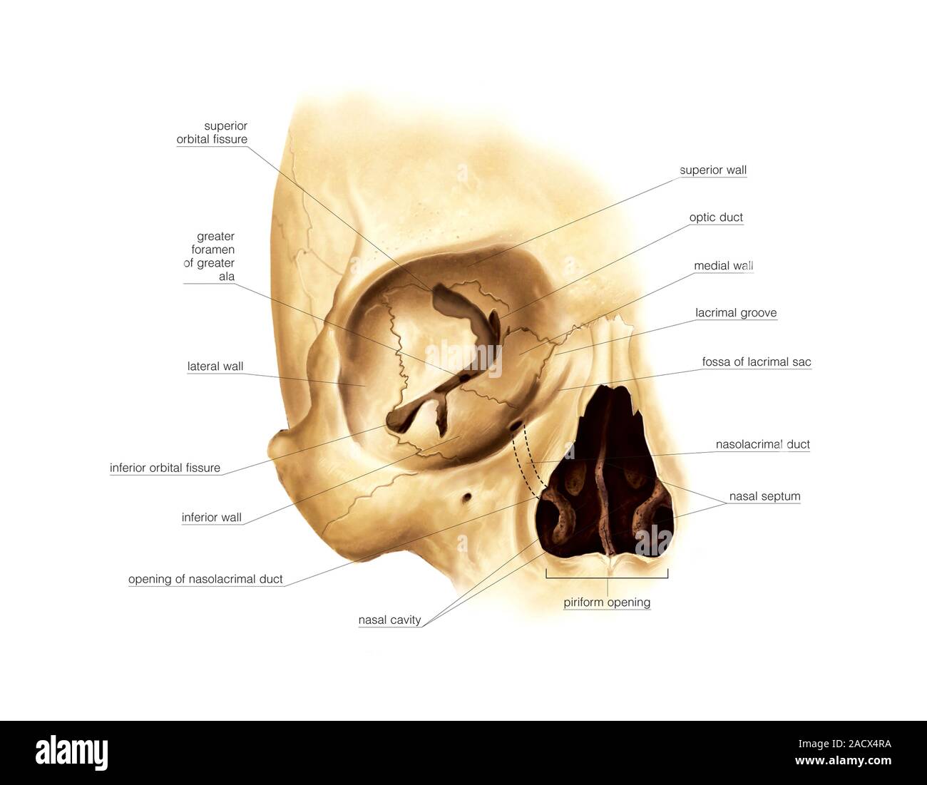 Illustration of the orbital cavity of the cranium. This is a (labelled) view of the right part ...