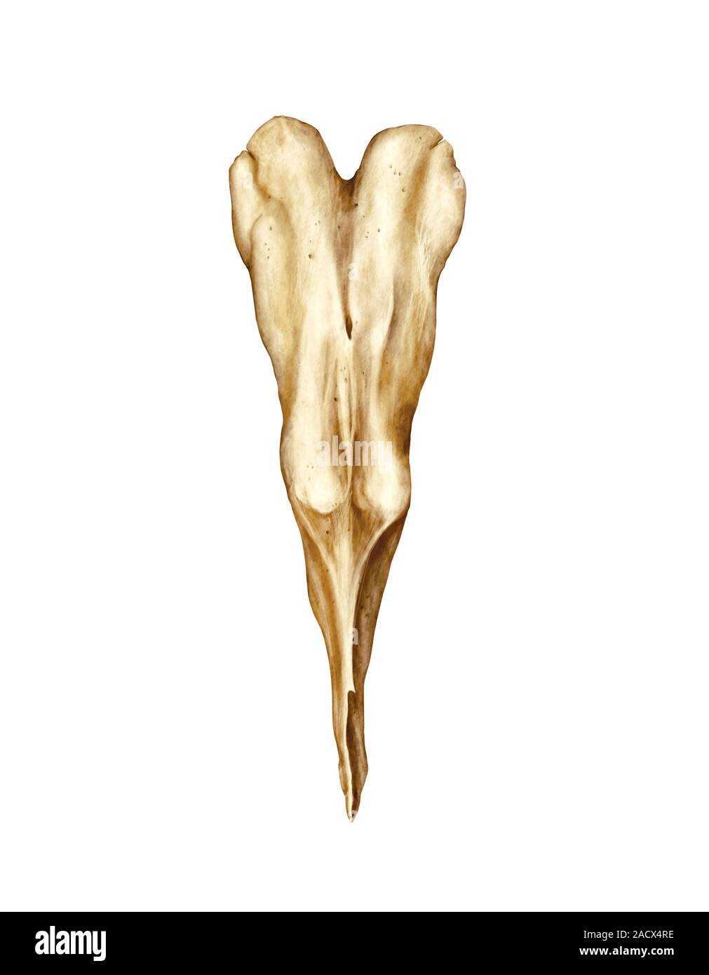 Illustration of the Vomer, lacrimal and nasal bones. This is a dorsal ...
