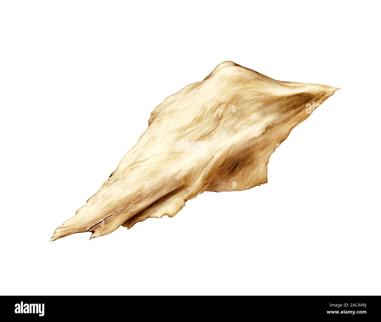 Illustration of the Vomer, lacrimal and nasal bones. This is a lateral ...