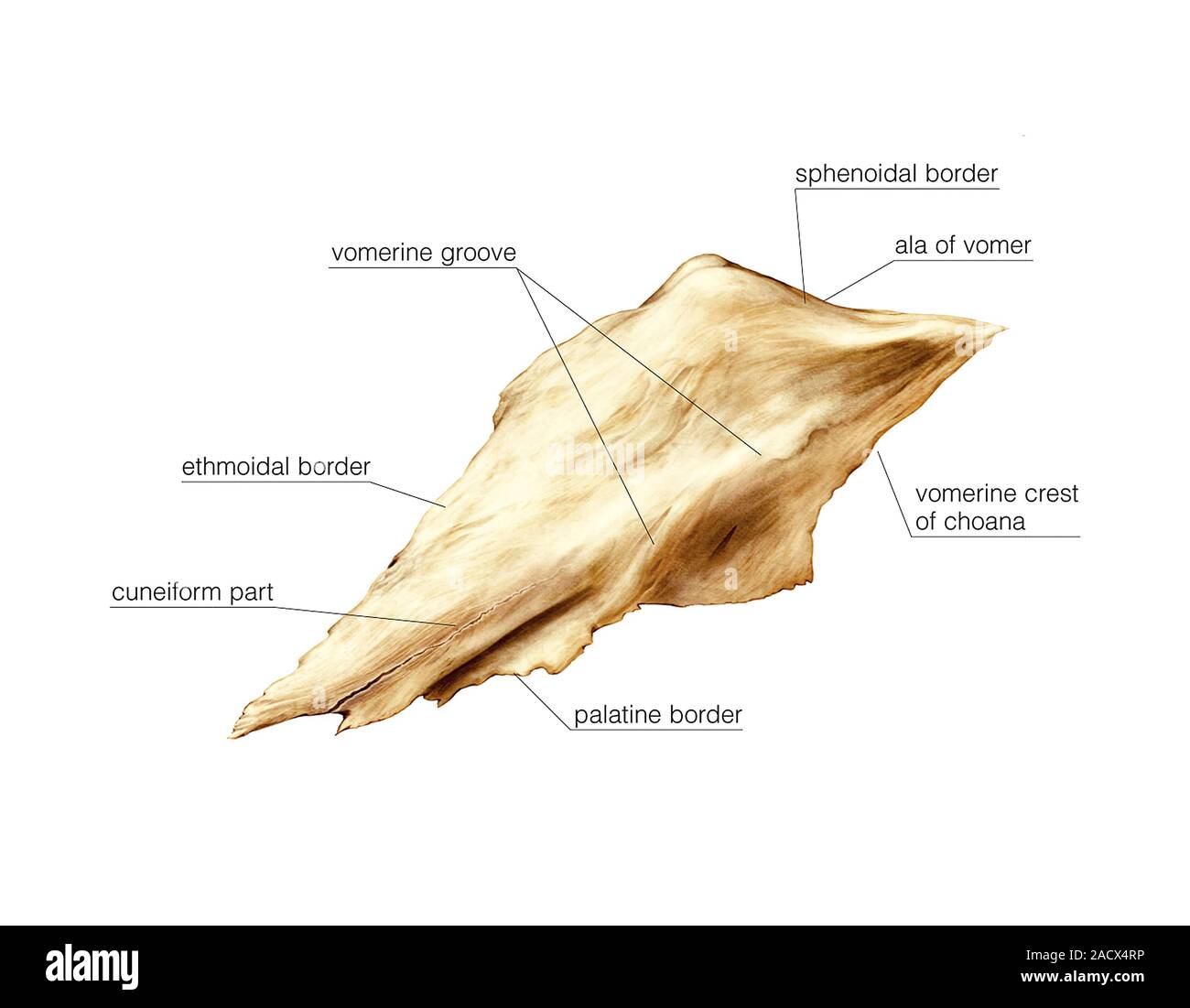 Illustration of the Vomer, lacrimal and nasal bones. This is a lateral ...