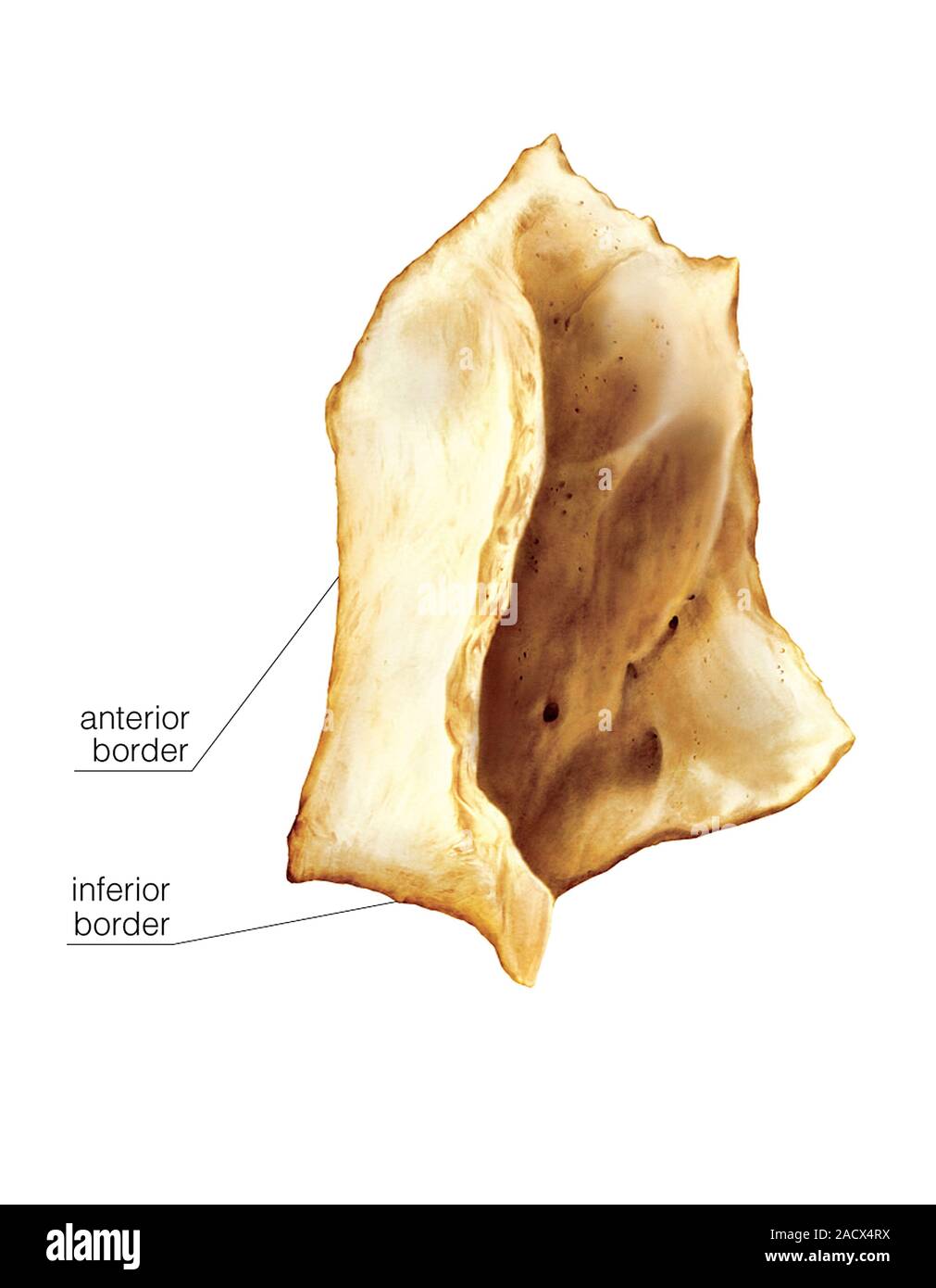 Illustration of the lacrimal bone. This is a medial surface view ...