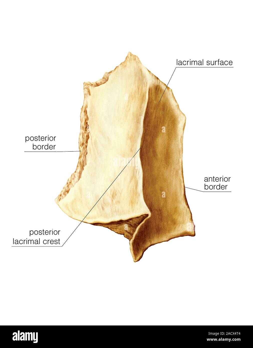 Illustration of the lacrimal bone. This is a lateral surface view ...