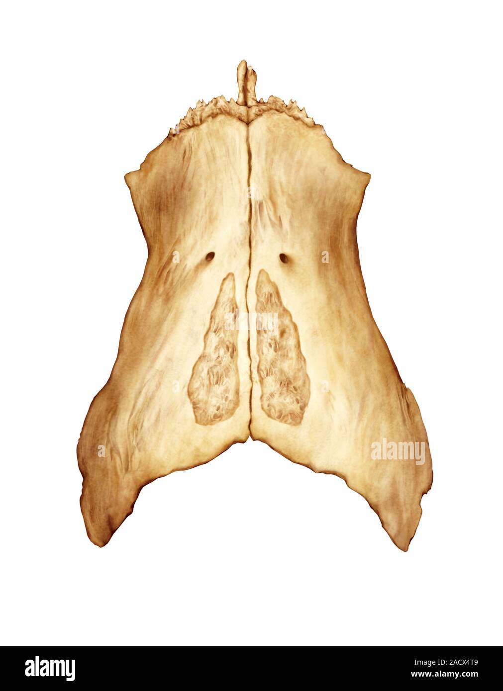 Illustration of the Nasal bone. This is an anterior border view ...