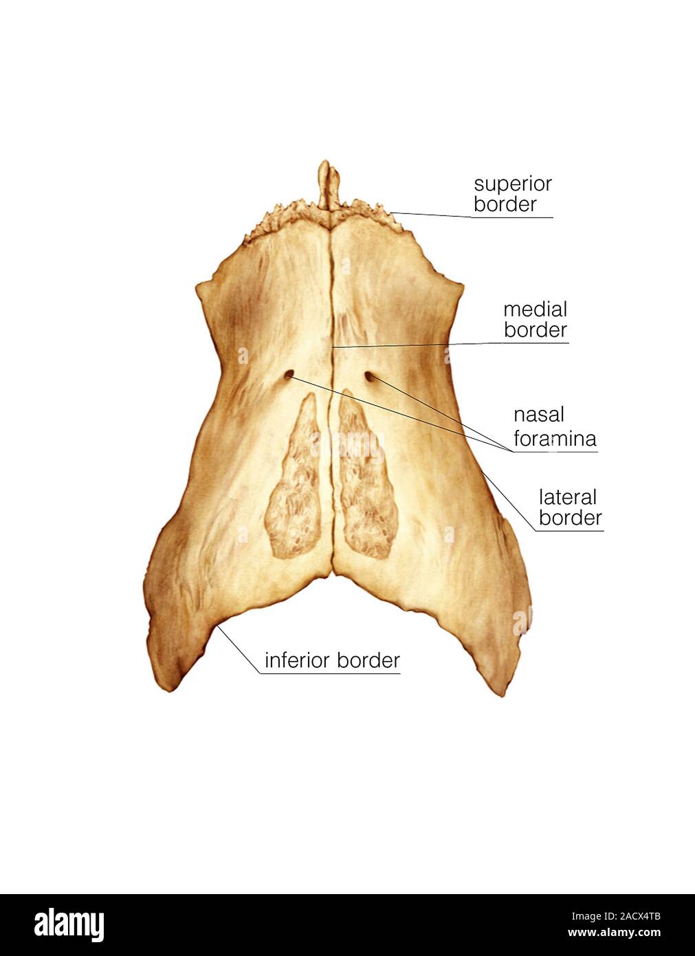Illustration of the Nasal bone. This is an anterior border view ...