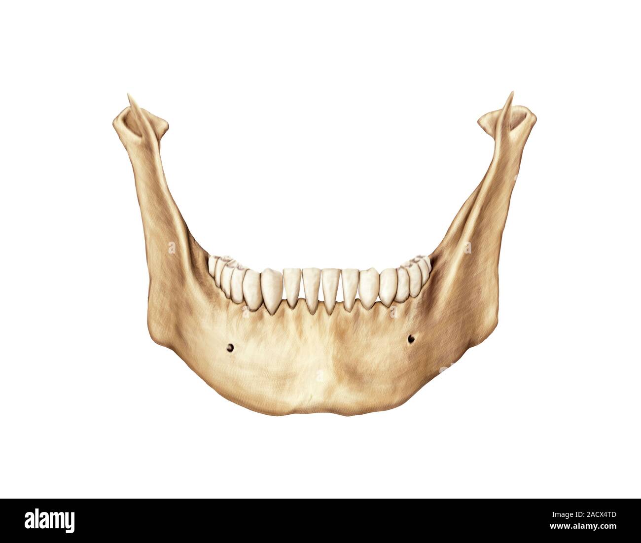 Illustration of the Mandible. This is an anterior view. Illustration ...
