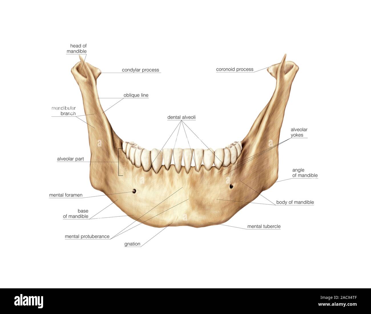 Illustration of the Mandible. This is an anterior view (labelled ...