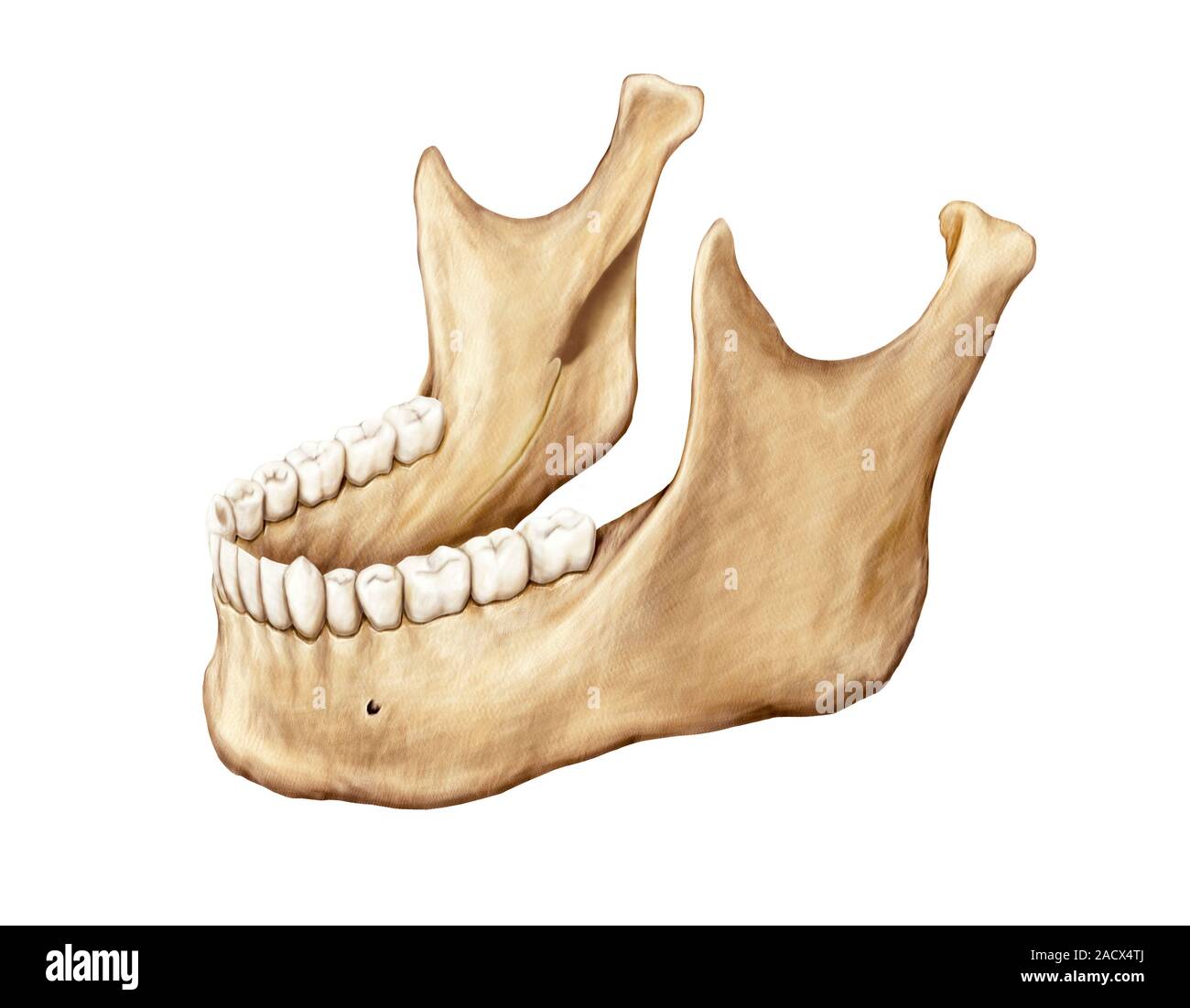 Illustration of the Mandible. This left oblique lateral view ...