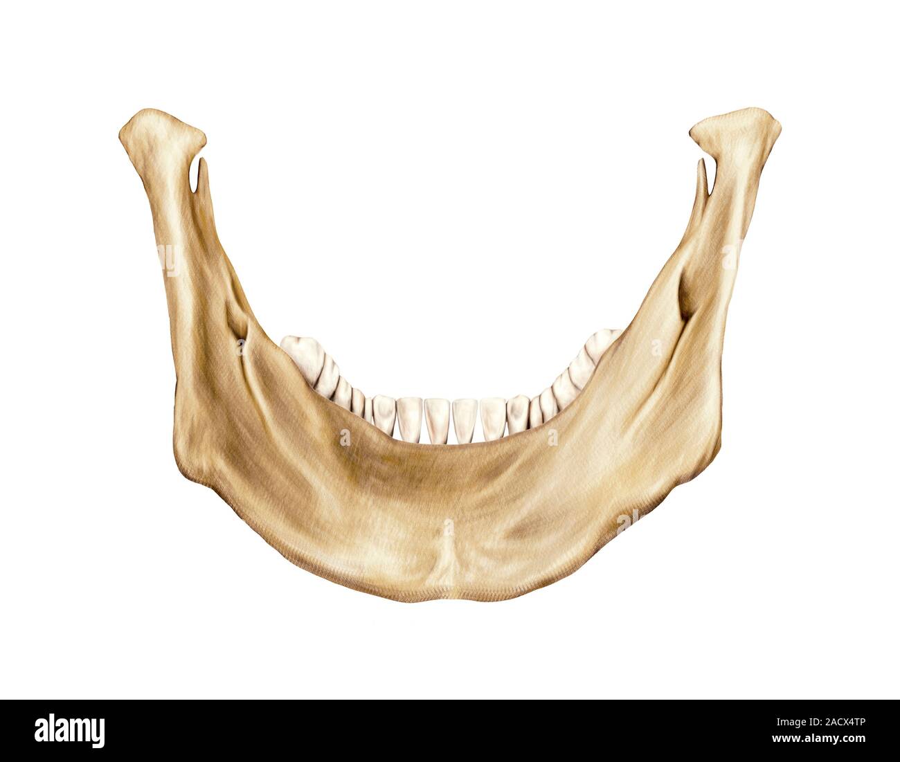 Illustration of the Mandible. This is a posterior view. Illustration ...