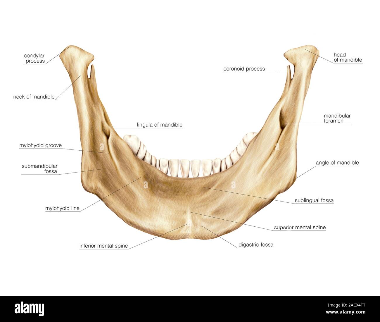 Illustration of the Mandible. This is a posterior view (labelled). Illustration from 'Asklepios ...