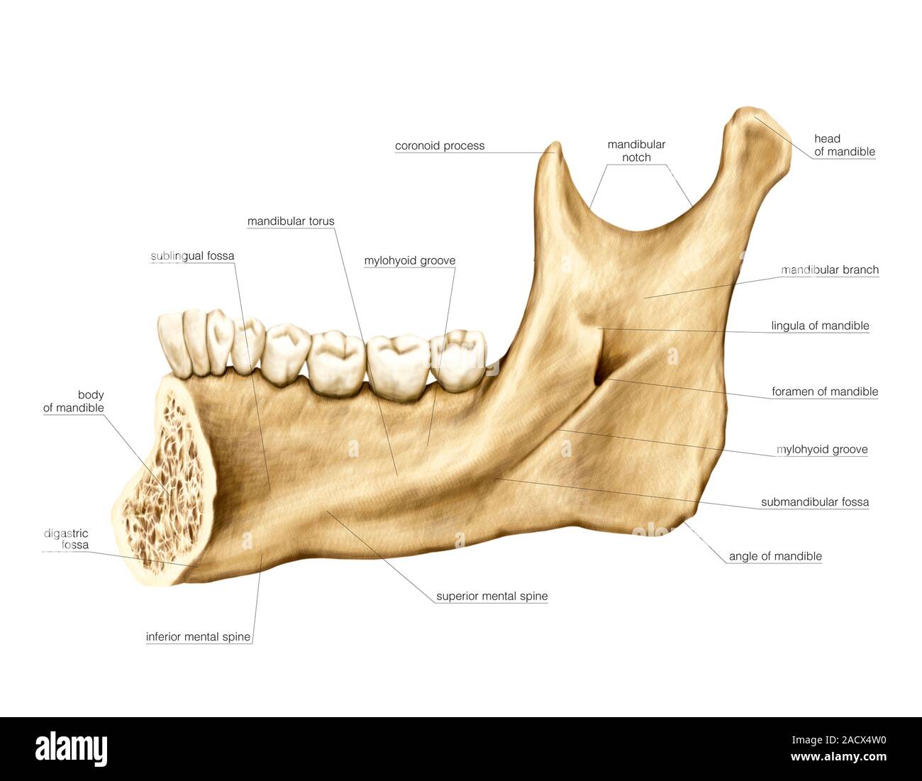 Illustration of the Mandible. This is a medial view (labelled ...