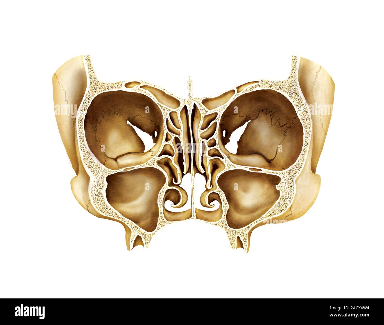 Illustration of the orbital cavity and adjacent structures, coronal ...