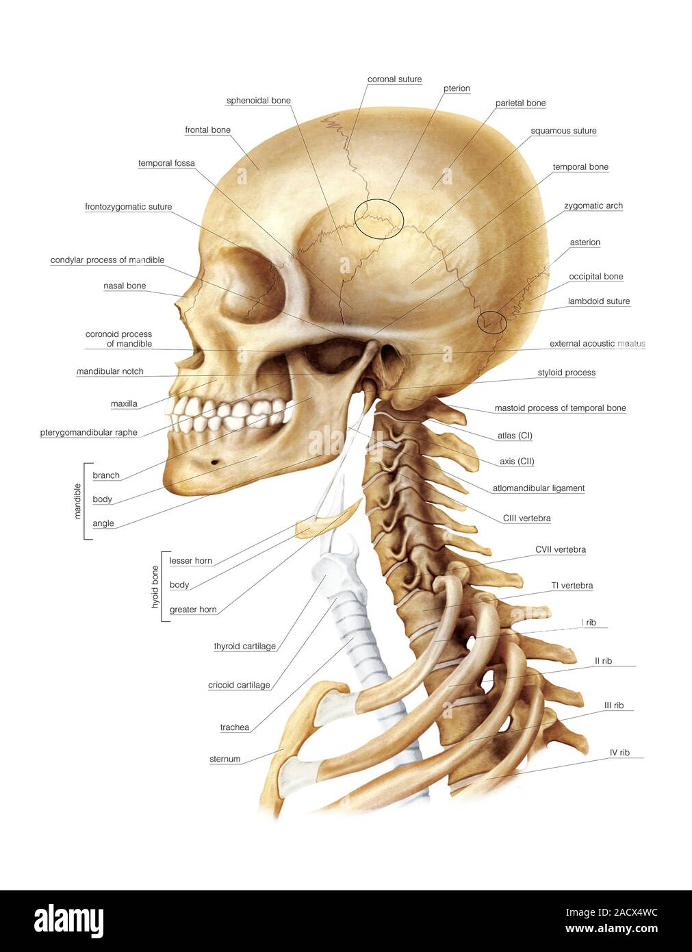 Illustration of the bones of Head and Neck. This is a lateral view ...