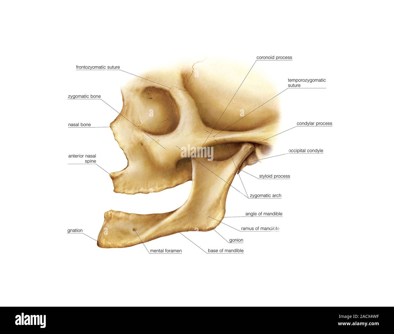 Illustration of the Mandible of aged. Illustration from 'Asklepios Atlas of the Human Anatomy ...