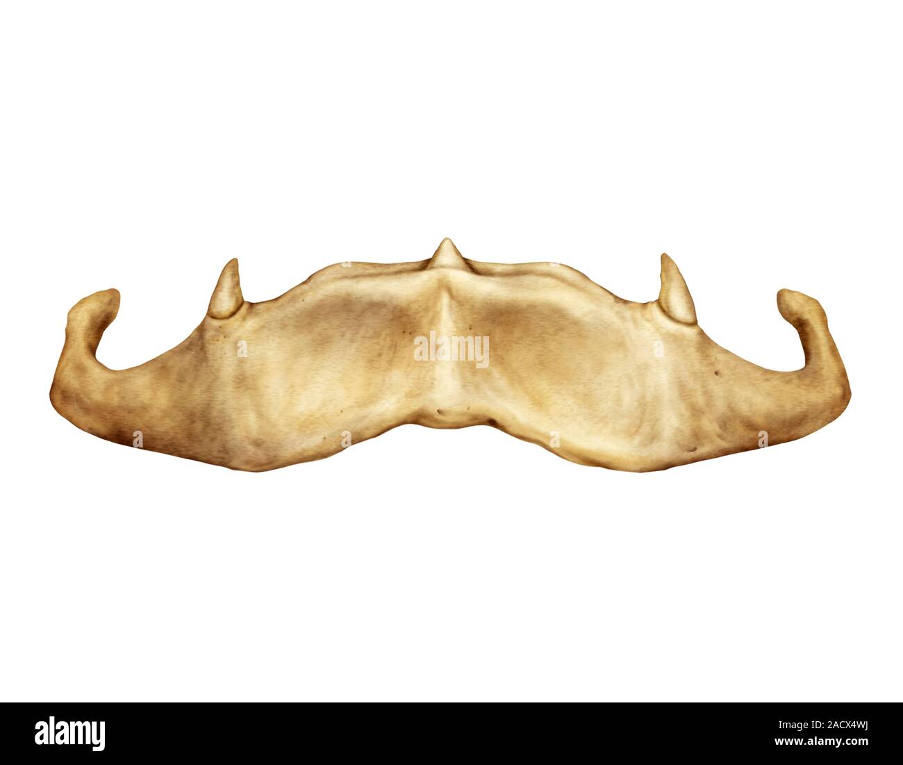 Illustration of the Hyoid bone This is an anterior view. Illustration ...