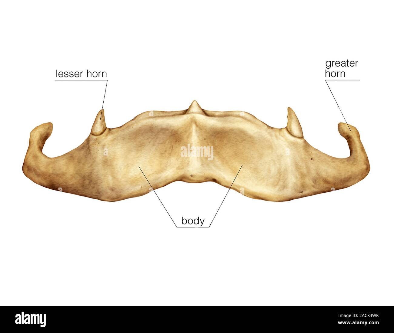 Illustration of the Hyoid bone This is an anterior view (labelled ...