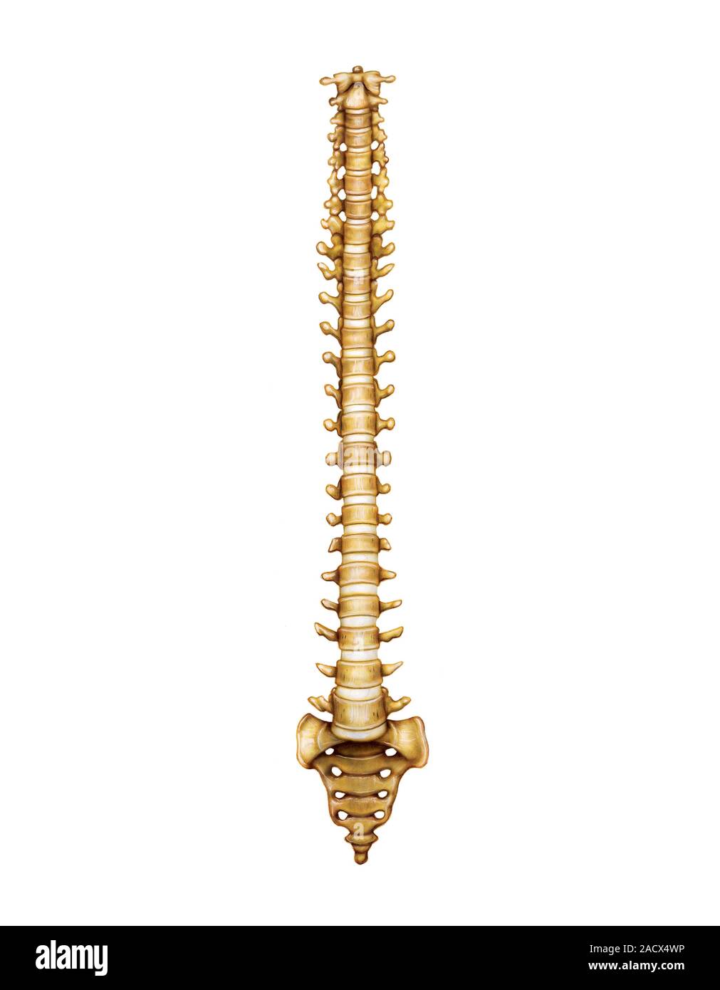 Illustration of the Vertebral Column. This is an anterior view ...