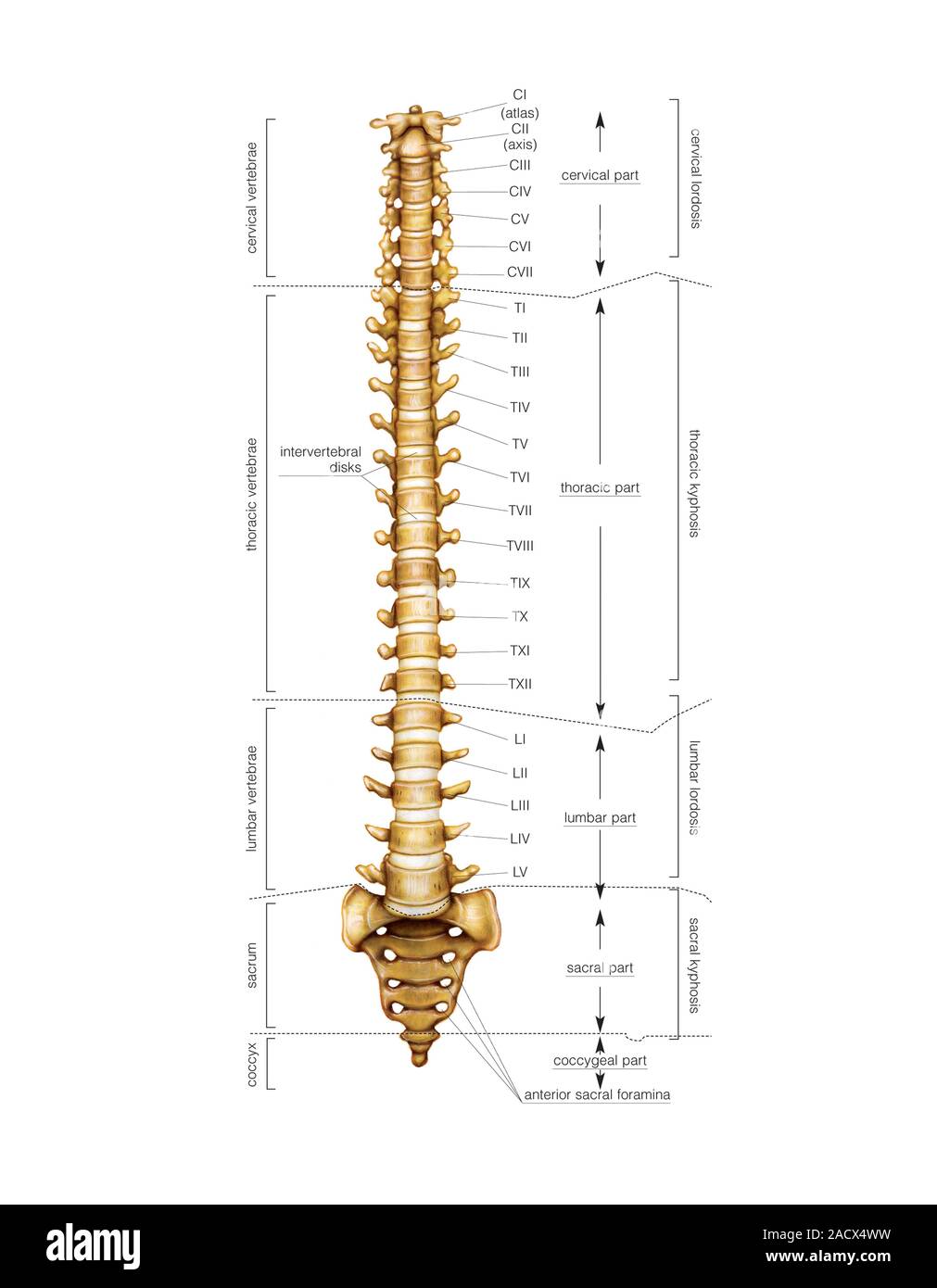 Illustration of the Vertebral Column. This is an anterior view ...