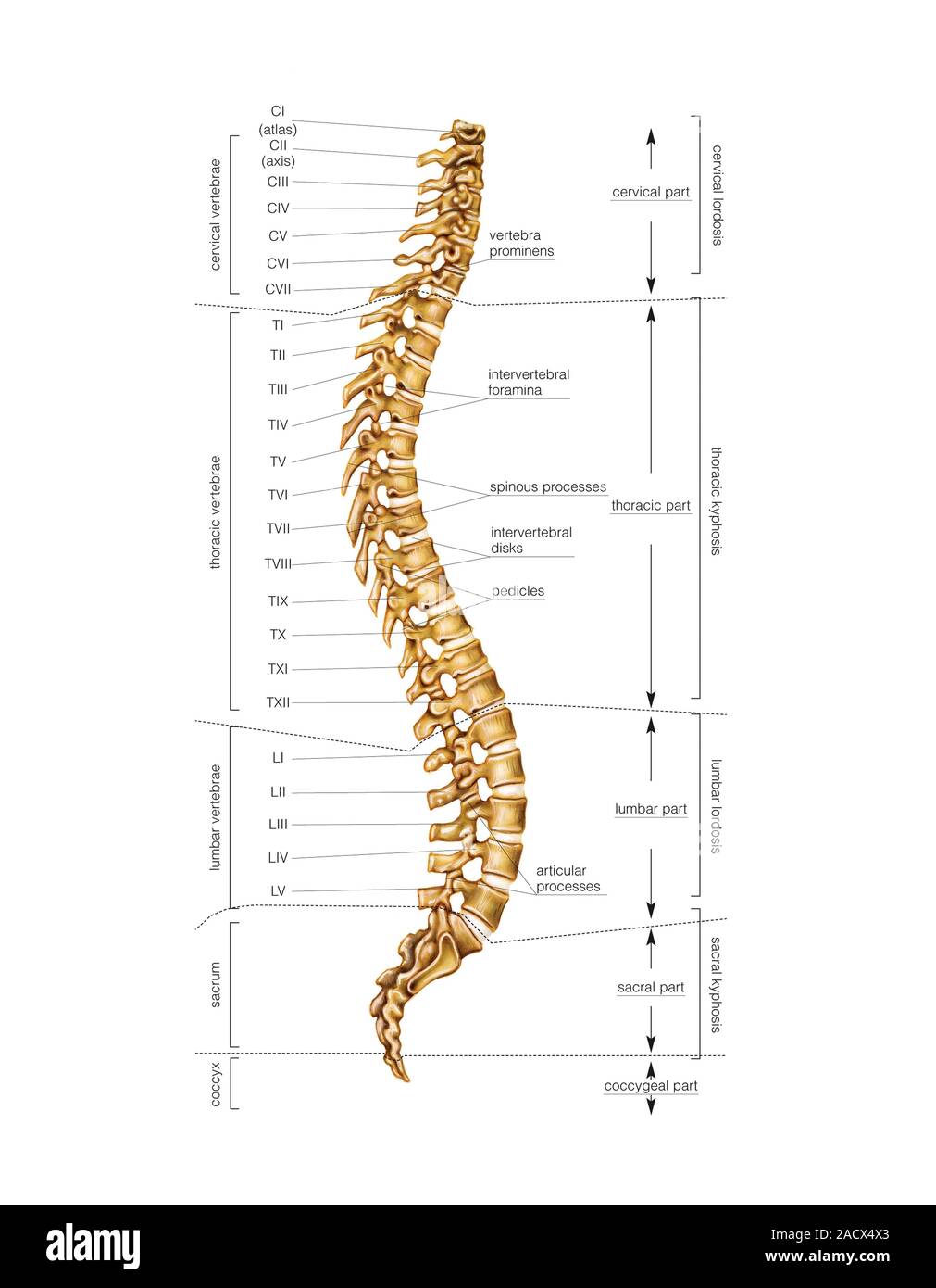 Illustration of the Vertebral Column. This is a lateral view (labelled ...