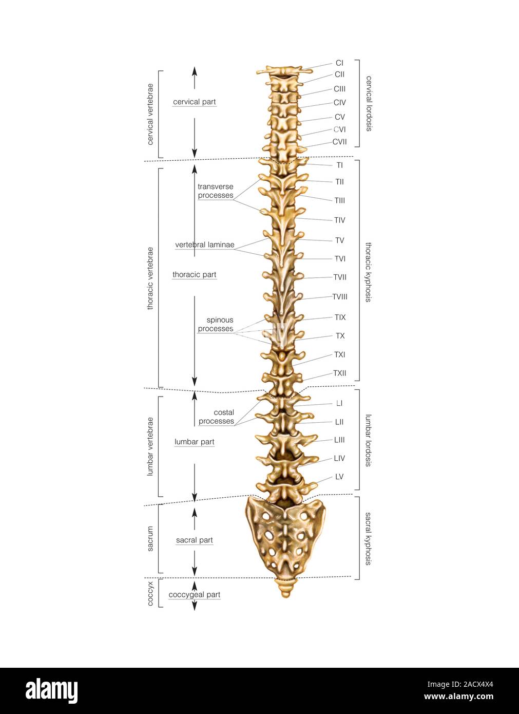 Illustration of the Vertebral Column. This is a posterior view ...