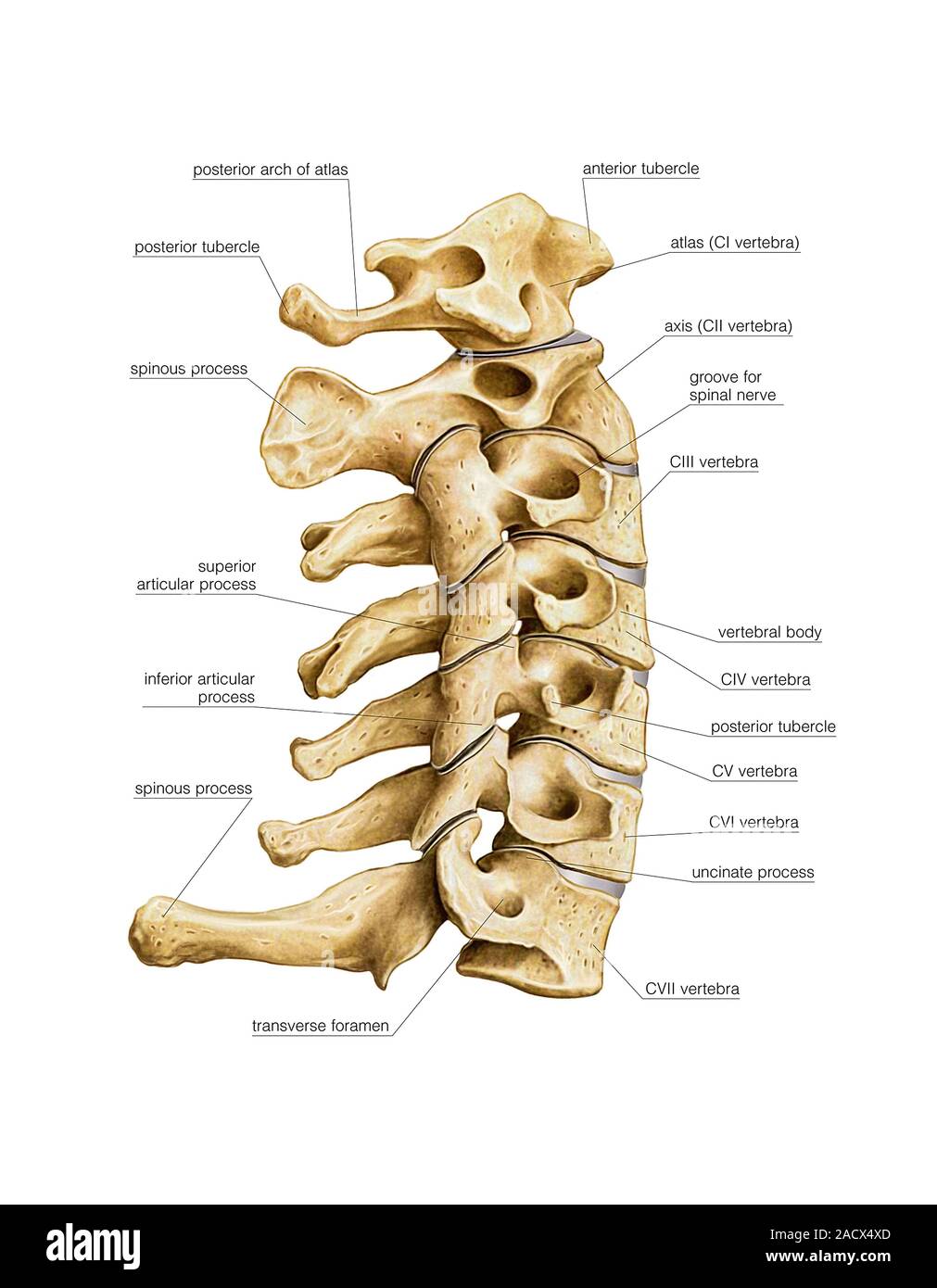 Illustration of the Vertebral Column, cervical part. This is a lateral ...