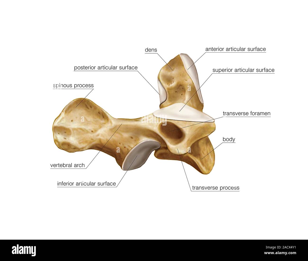 Illustration of the Axis vertebra. This is a lateral view (labelled ...