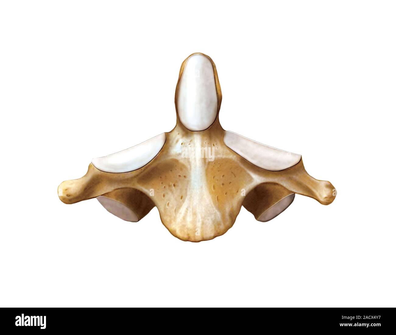 Illustration of the cervical part of vertebral column. This is an ...